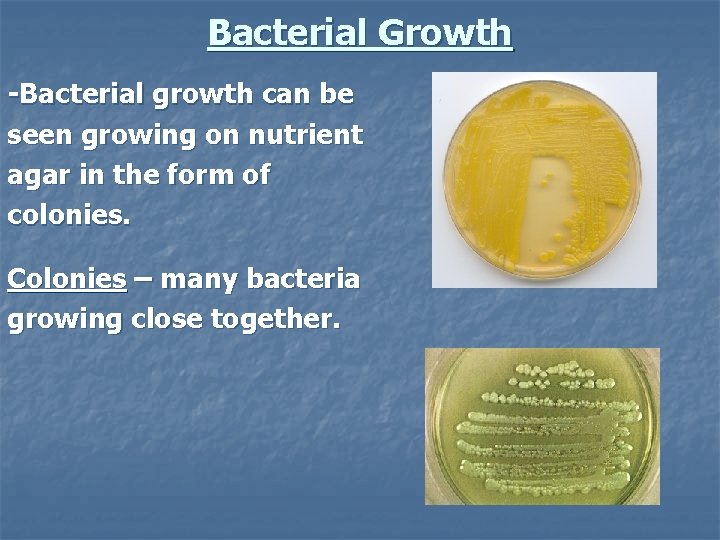 Bacterial Cultures Bacteria grow best in warm moist