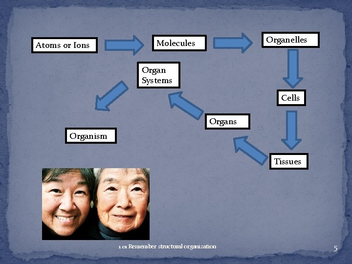 Human Body Anatomy and Physiology Biology large branch