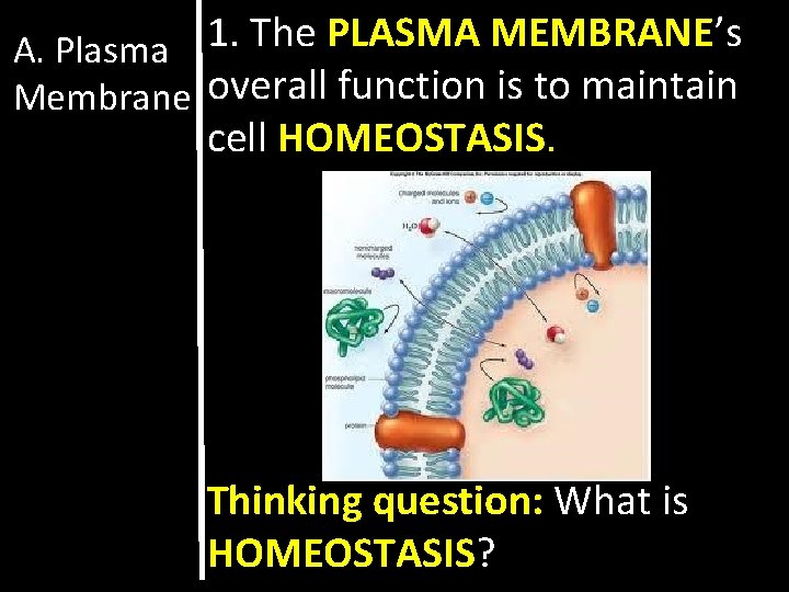 The Plasma Membrane Thinking question What do you