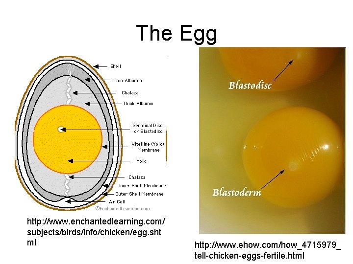 Chick Embryo Development Dr Douglas Rhoads Professor Biological