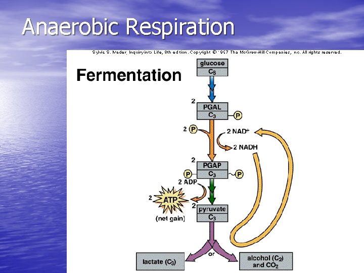 Cell Physiology Metabolism Biology 201 Organism SF Dr