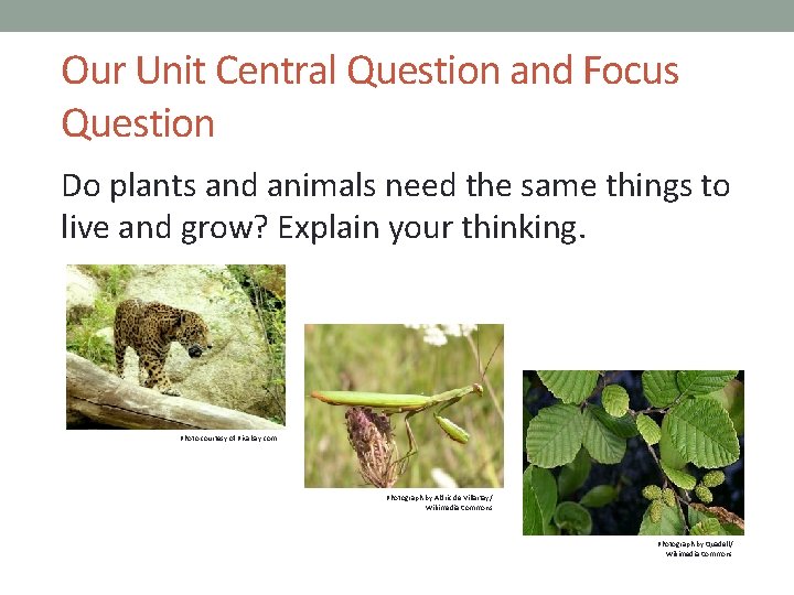 PLANTS AND ANIMALS LESSON 6 B Do Plants