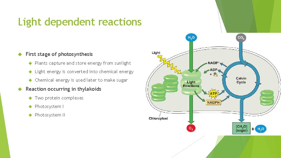 Light Dependent Reactions in Photosynthesis Biology 20 21