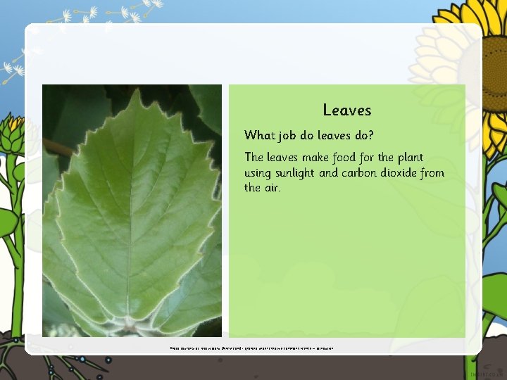 We are going to be learning about plants