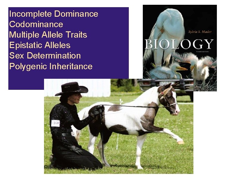 Chapter 11 Beyond Mendel Conditions that Mendel didnt