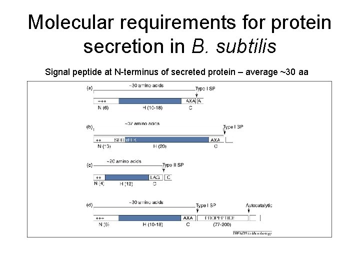 Bacillus Subtilis Expressionsecretion Systems 6 1 08 I