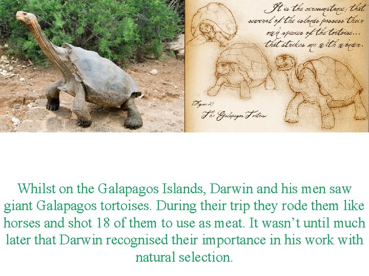 Charles Darwin was born in this house The