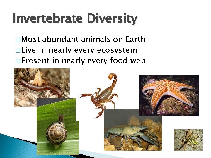 26 1 Invertebrate Evolution and Diversity Miss Grant