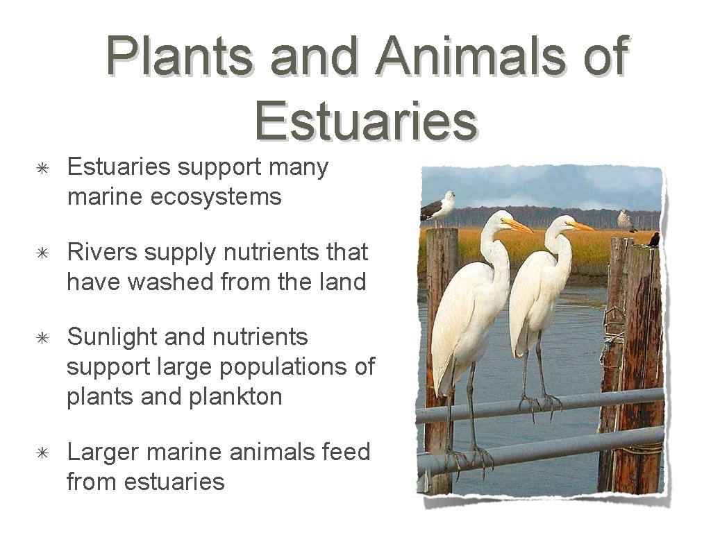 Coastal Wetlands Land areas covered by salt water