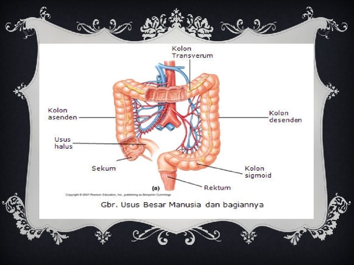 STRUKTUR DAN FUNGSI SALURAN CERNA KOLON USUS BESAR