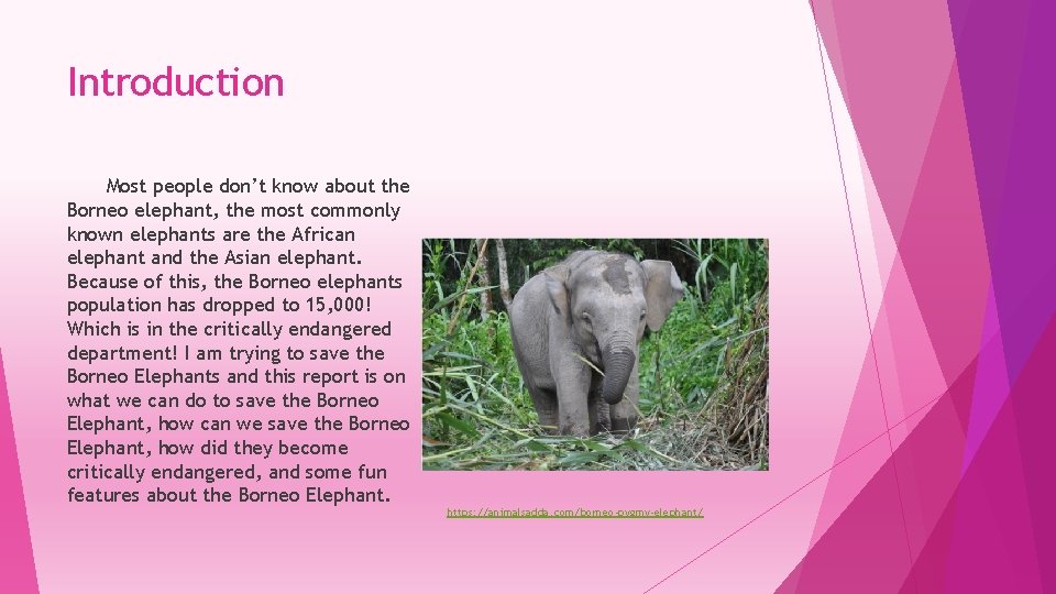 The Borneo Elephant By Introduction Most people dont