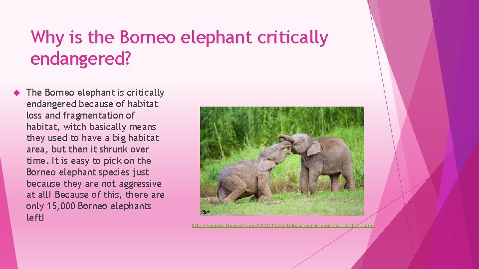 The Borneo Elephant By Introduction Most people dont