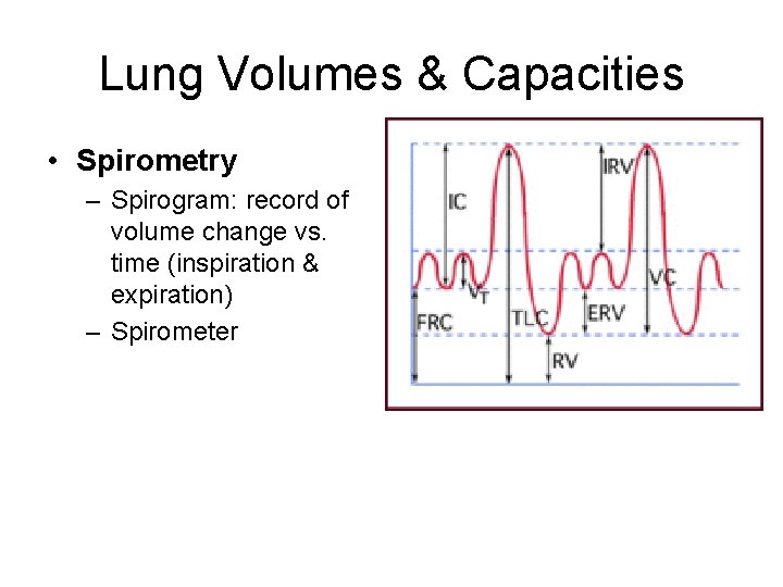 Respiratory Physiology Respiratory System Supply the body with