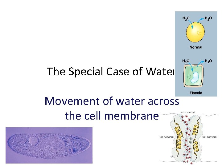 Movement across the Cell Membrane 2007 2008 Diffusion