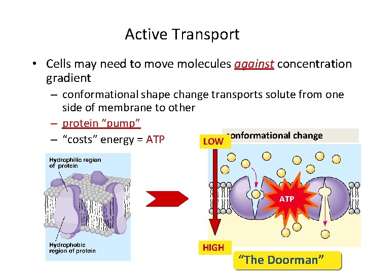 Movement across the Cell Membrane 2007 2008 Diffusion