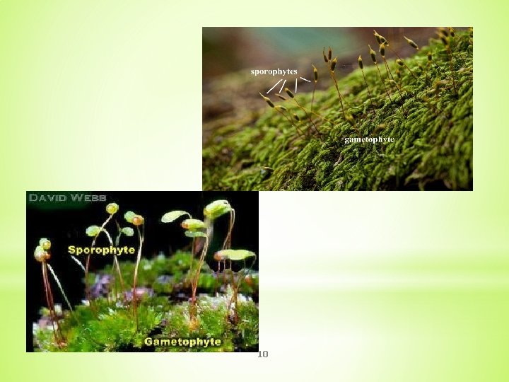 Lab 3 Nonvascular plants simple vascular plants Biology