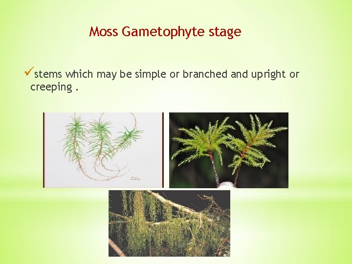 Lab 3 Nonvascular plants simple vascular plants Biology