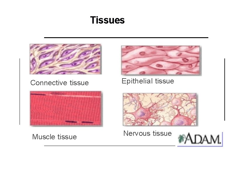 Tissues Essential Question How do multicellular body cells