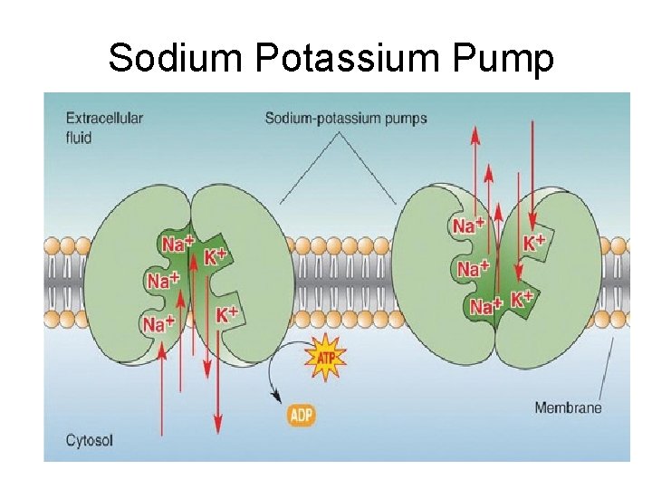 Transport Across a Cell Membrane The makeup of