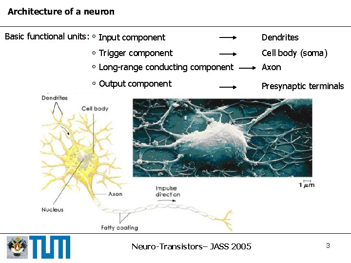 How everything started Direct link between brain and