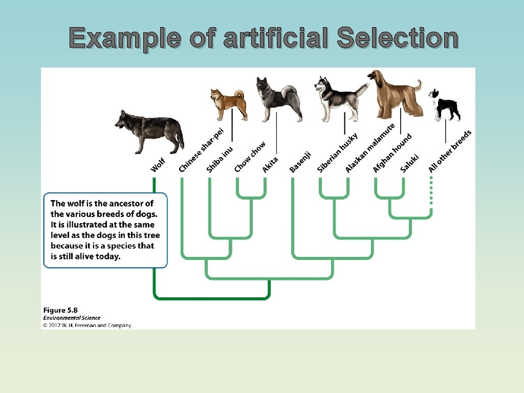 Chapter 5 Evolution of Biodiversity EQ How do