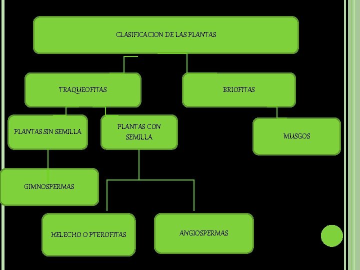 REINO VEGETAL El reino PLANTAE O VEGETAL abarca