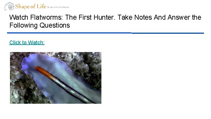 Flatworms the Ultimate Hunter The Body Plan That