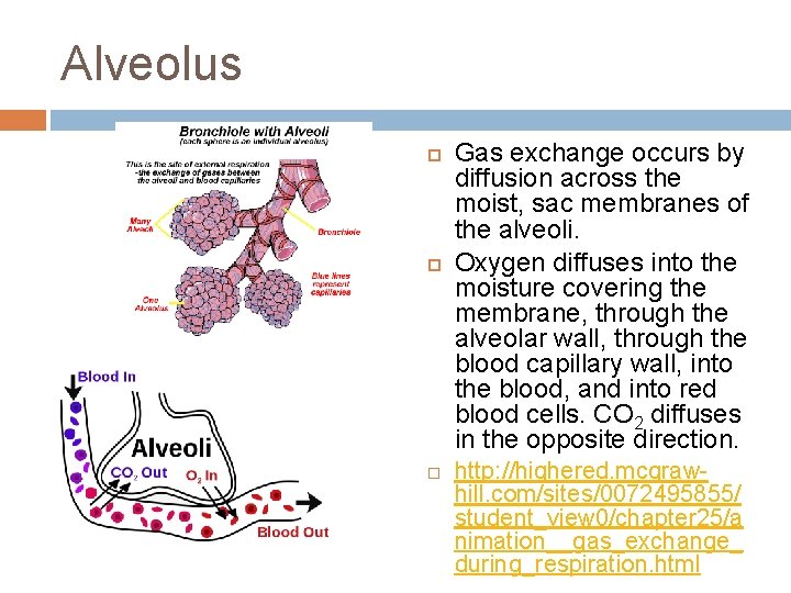 AP BIOLOGY ANIMAL FORM AND FUNCTION Respiratory System