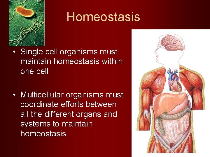 Human Health Anatomy and Physiology a very brief