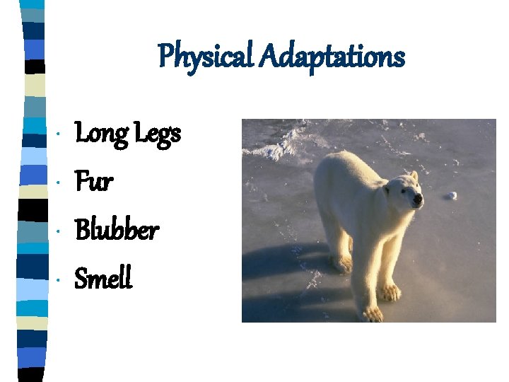 Polar Bears By Dakota Introduction My animal is