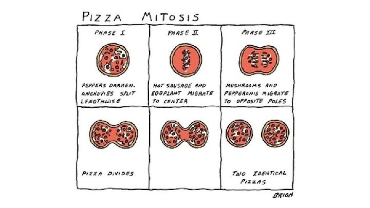Cell Division Comics Using abstraction to represent a