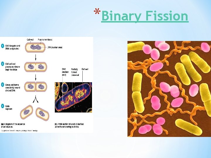 Cell Division 1 Cell Division in Prokaryotes Binary