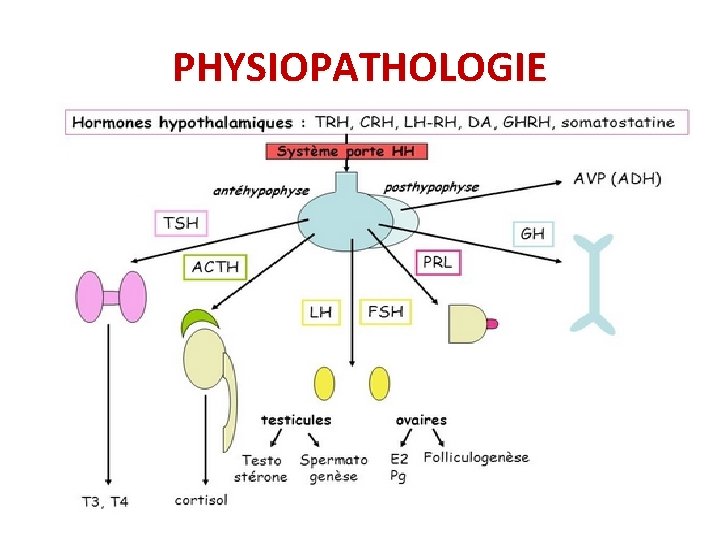 INSUFFISANCE ANTEHYPOPHYSAIRE Dr HARBI A INTRODUCTION Linsuffisance antehypophysaire