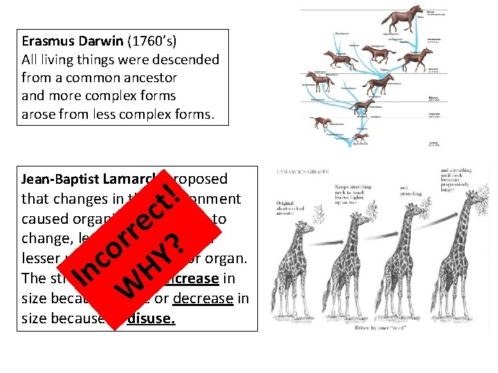 Early Ideas About Evolution Evolution is the process