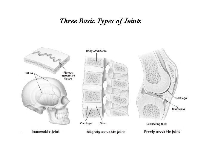 Human Skeleton Your Bones Chapter 46 Skeletal Muscular