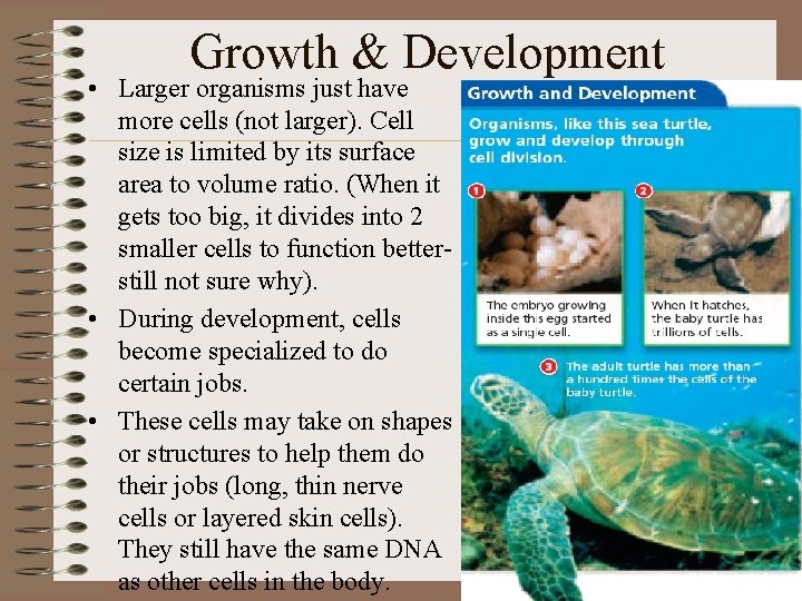 CELL DIVISION BIG IDEA organisms grow reproduce maintain
