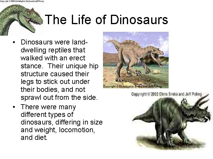 Fossils The Discovery of Dinosaurs Facts about Fossils