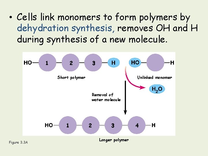 The Chemical Building Blocks of Life Organic Chemistry