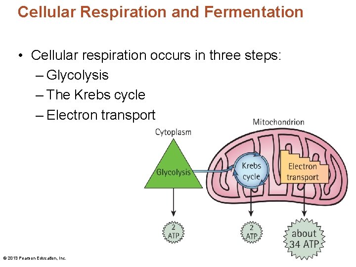 Cellular Respiration and Fermentation Cells break down glucose