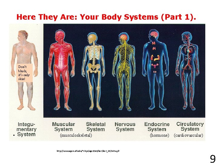 Body Blitz an overview of human body systems