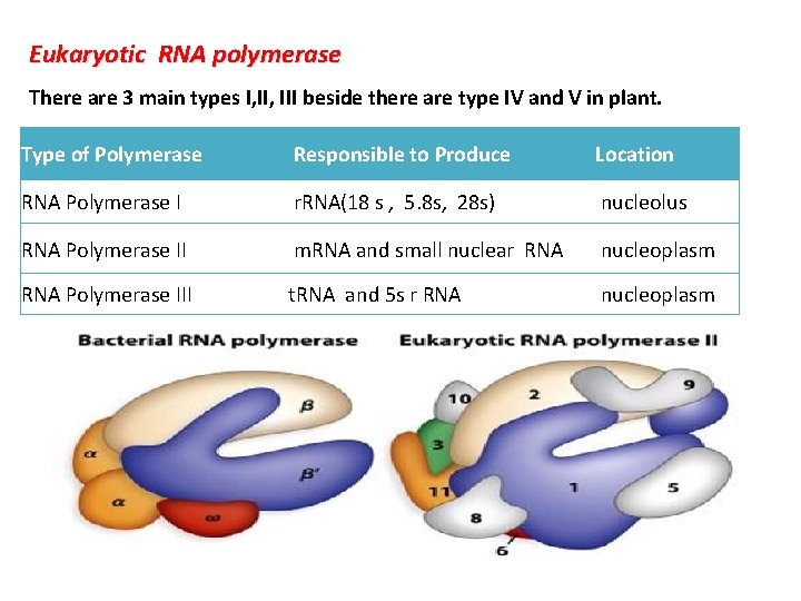 The 12 th lecture in molecular biology RNA