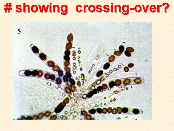 Sordaria Lab Lab 3 Mitosis Meiosis Exercise 3