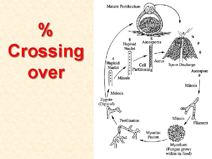 Sordaria Lab Lab 3 Mitosis Meiosis Exercise 3