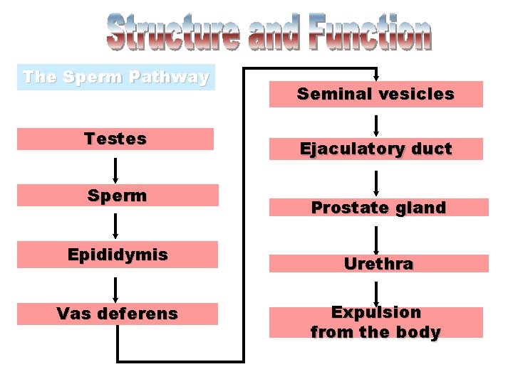 The Bodys Reproductive System Male Reproductive System External