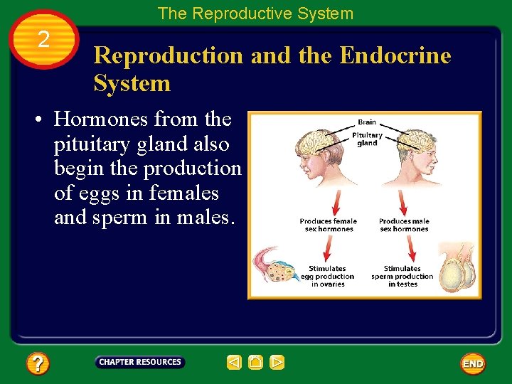 Table of Contents Chapter Regulation and Reproduction Section