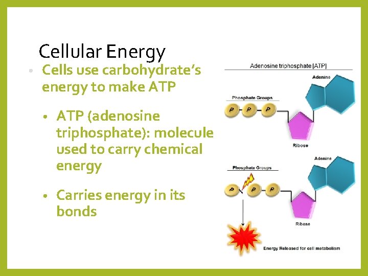CHEMICAL ENERGY TROPHS How do different organisms obtain