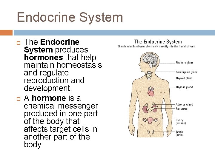 AP BIOLOGY ANIMAL FORM AND FUNCTION Endocrine System