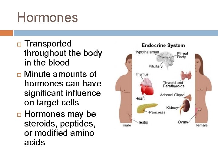 AP BIOLOGY ANIMAL FORM AND FUNCTION Endocrine System