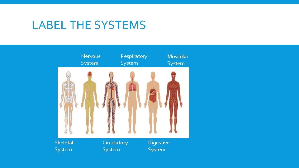 HUMAN BODY SYSTEMS Chapter 7 LABEL THE SYSTEMS