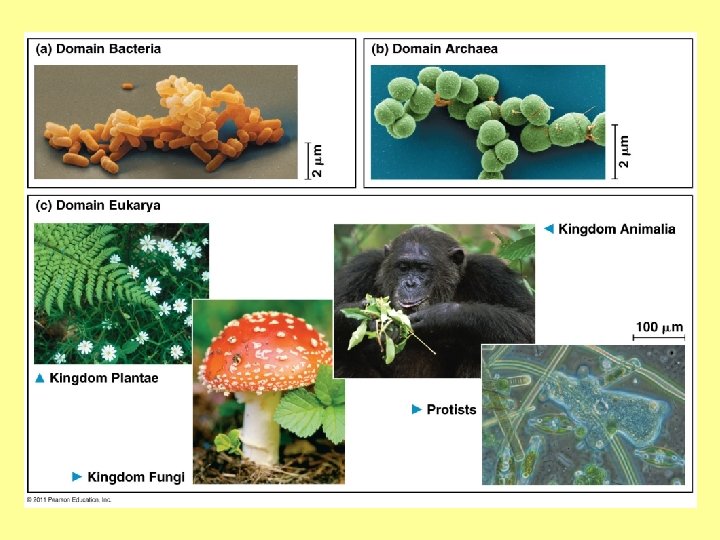 Properties of life Levels of organization Subatomic particles